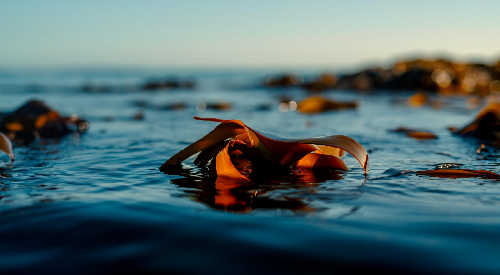 Seaweed field guide – Outdoor Swimming Society Outdoor Swimming Society