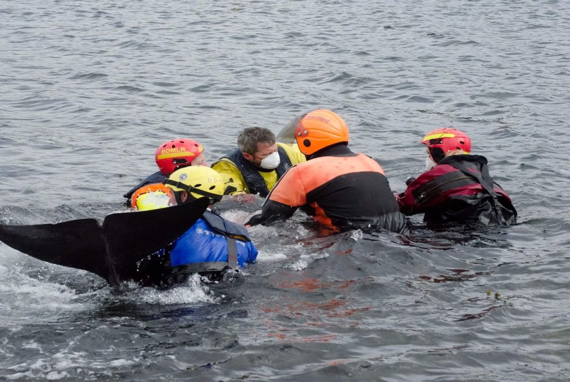 Swimmer's guide to marine life rescue – Outdoor Swimming Society ...